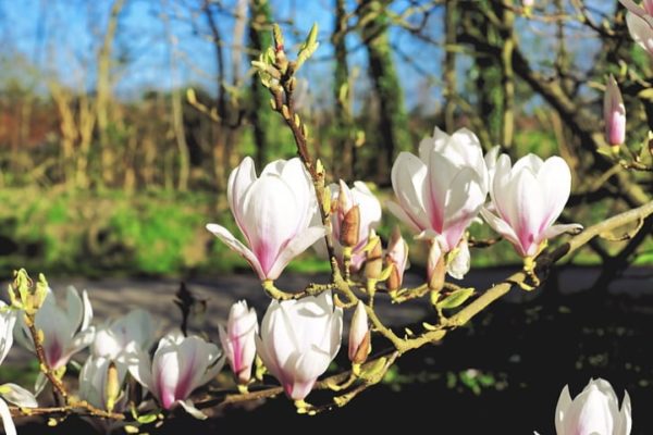Magnolia Tree Definitive Guide: Types, Planting, and Care