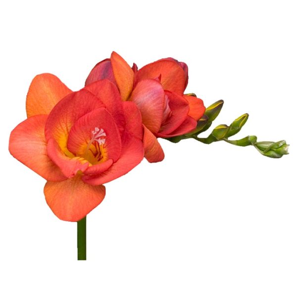 Freesia Guide: 19 Best Freesia Flowers & How to Grow Them