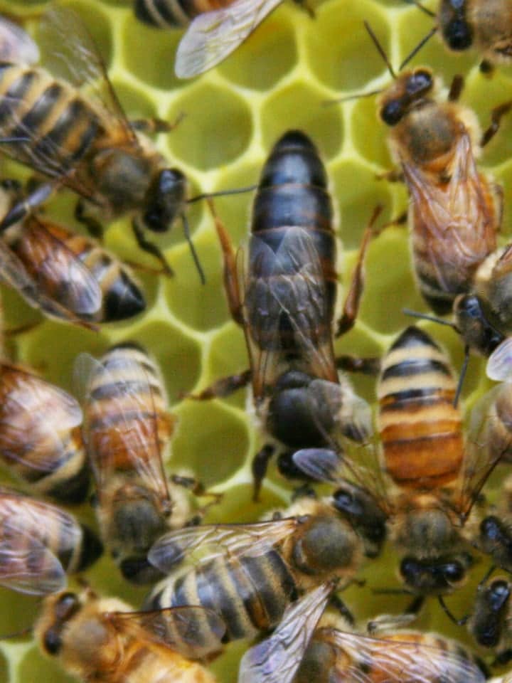 The Bee Queen Guide: Meet the Fascinating Queen of Bees