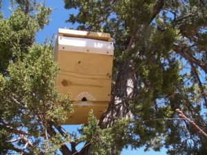Bee Hives 101: Learn How to Select & Build the Best Beehives