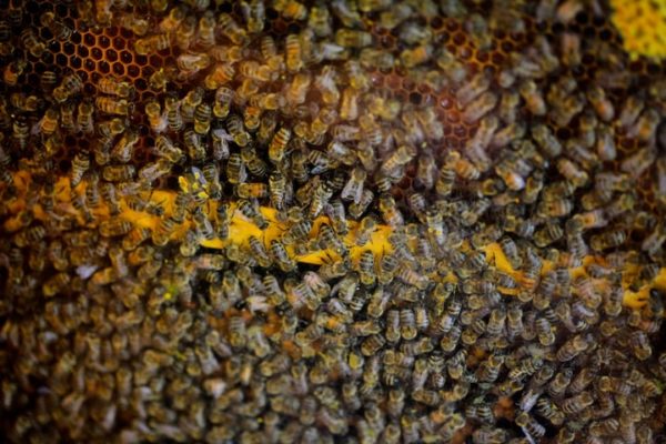 37 Fascinating Bee Facts Everyone Should Know