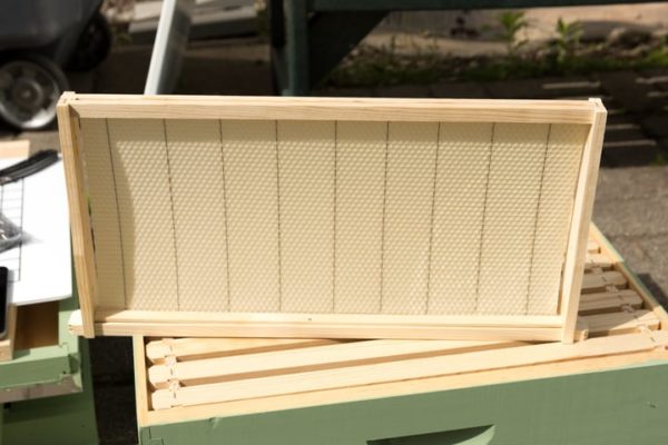 Bee Hives 101: Learn How to Select & Build the Best Beehives