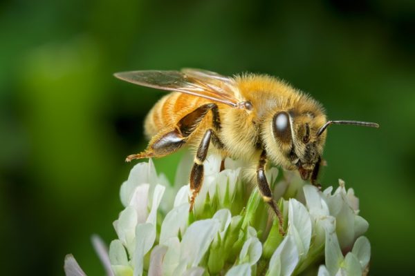 Bee Garden 101: How to Plant a Beautiful Bee-friendly Garden