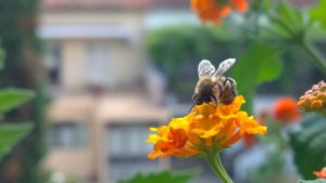 Bee Garden 101: How to Plant a Beautiful Bee-friendly Garden