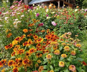 Bee Garden 101: How to Plant a Beautiful Bee-friendly Garden