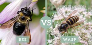 Bee vs Wasp vs Hornets 101: Easy Guide on How to Recognize Each