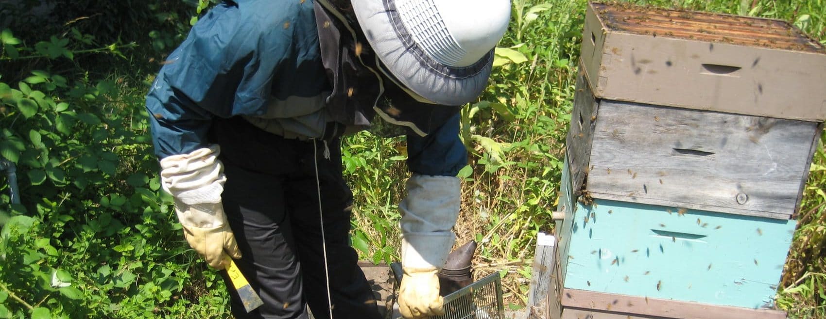 Bee Hives 101: Learn How to Select & Build the Best Beehives