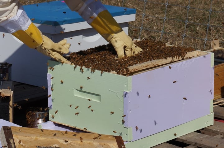 Bee Hives 101: Learn How to Select & Build the Best Beehives