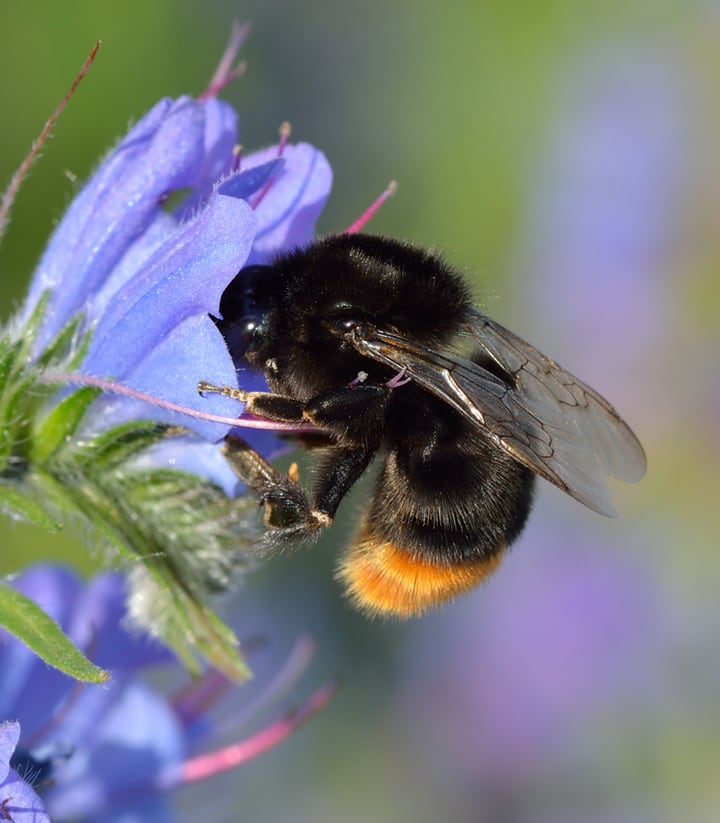 The Bee Queen Guide: Meet the Fascinating Queen of Bees