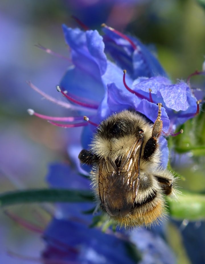 The Bee Queen Guide: Meet the Fascinating Queen of Bees