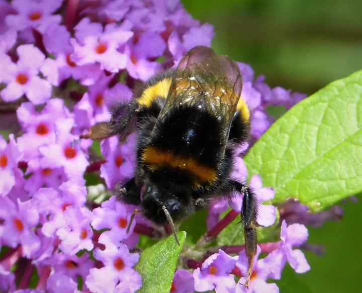 The Bee Queen Guide: Meet the Fascinating Queen of Bees