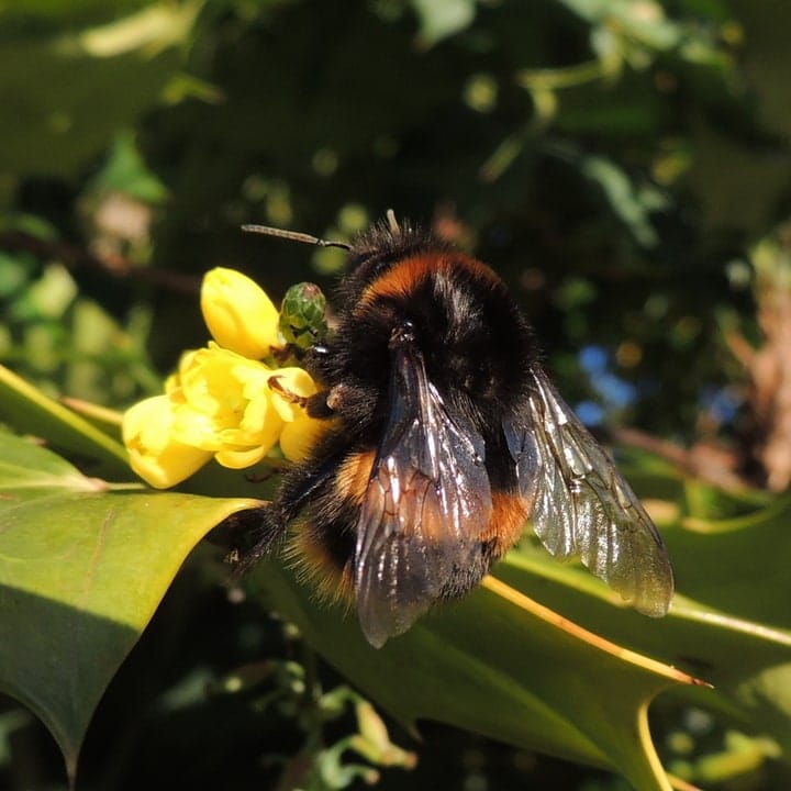 The Bee Queen Guide: Meet the Fascinating Queen of Bees