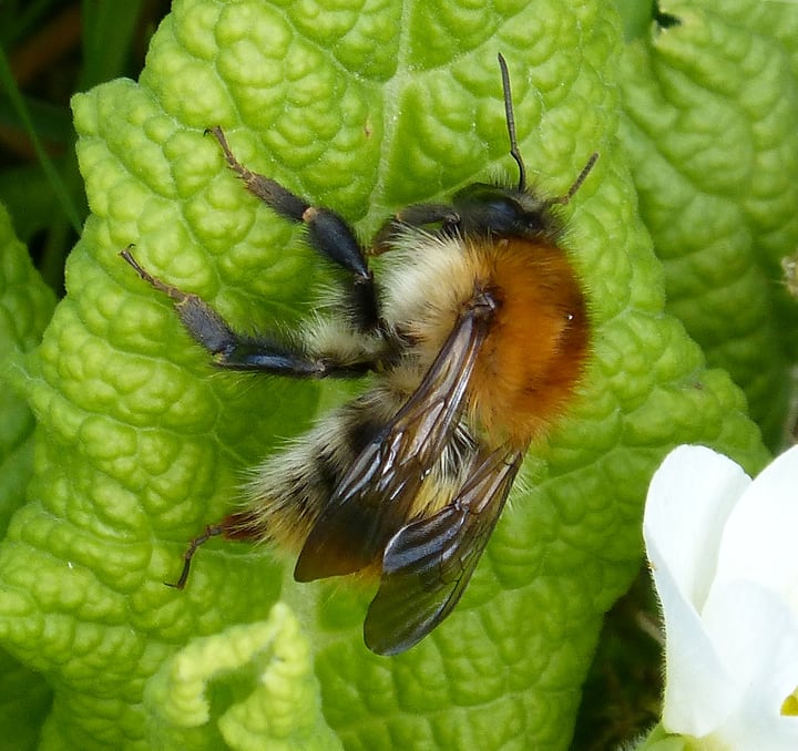 The Bee Queen Guide: Meet the Fascinating Queen of Bees