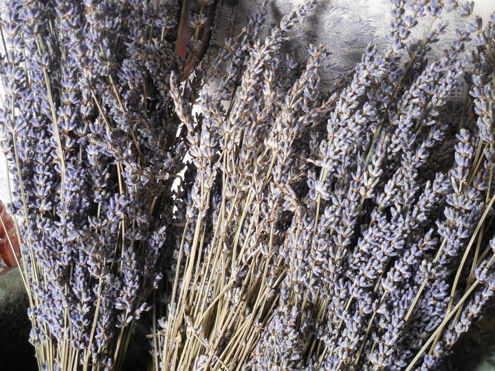 13 Lavender Plant Types & How to Grow Wild Scented Lavender
