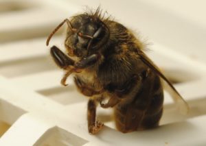 37 Fascinating Bee Facts Everyone Should Know