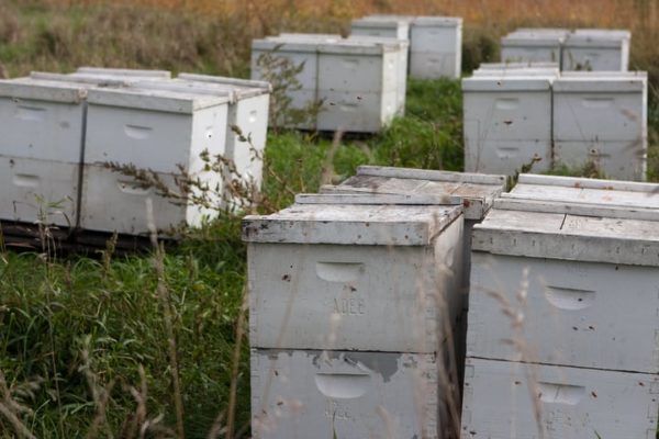 Bee Hives 101: Learn How to Select & Build the Best Beehives