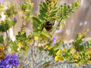 Bee Garden 101: How to Plant a Beautiful Bee-friendly Garden