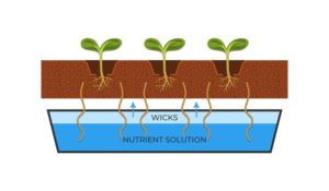 Hydroponics: a Get Started with Hydroponic Systems Guide