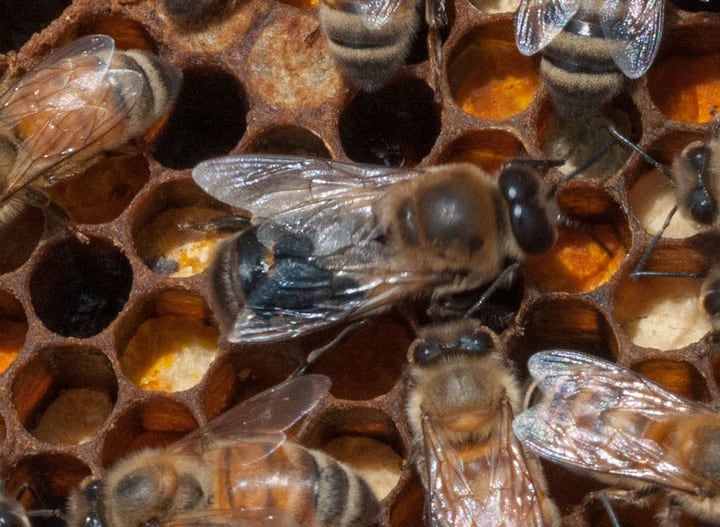 The Bee Queen Guide: Meet the Fascinating Queen of Bees