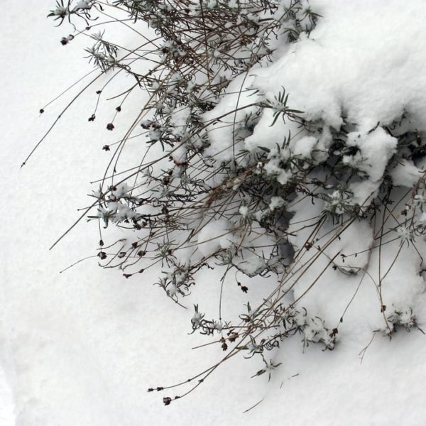 13 Lavender Plant Types & How to Grow Wild Scented Lavender