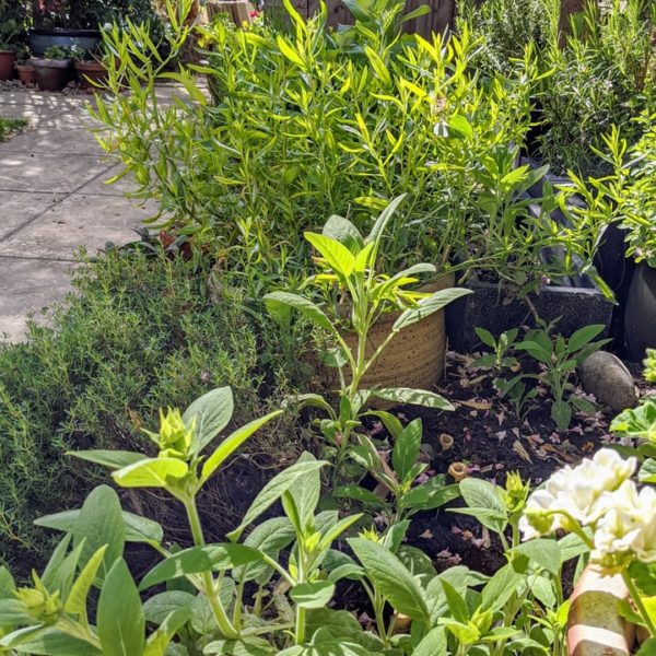 33 Best Herb Garden Ideas & How to Start a Herb Garden