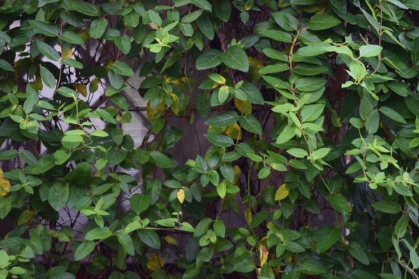 41 Awesome Plant Wall Ideas & How to Build a DIY Plant Wall