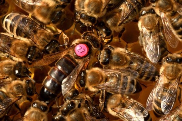 The Bee Queen Guide: Meet the Fascinating Queen of Bees