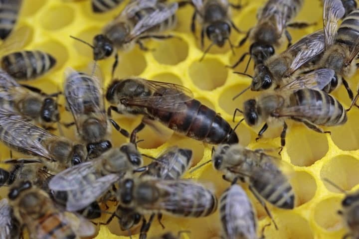 The Bee Queen Guide: Meet the Fascinating Queen of Bees