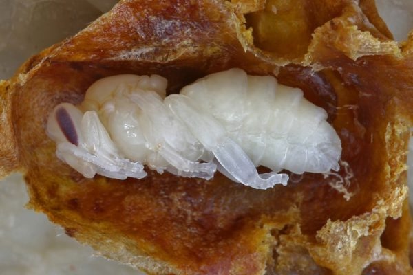 The Bee Queen Guide: Meet the Fascinating Queen of Bees