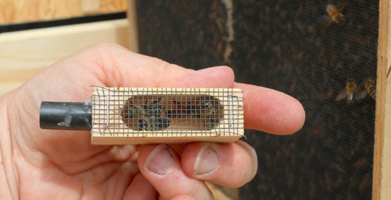 Explore Bees Types and Beekeeping Guides, Tips, and Ideas