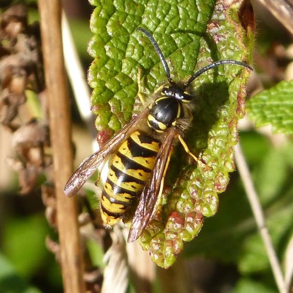 19 Types of Wasps Explained and Easy Guide on Spotting Them