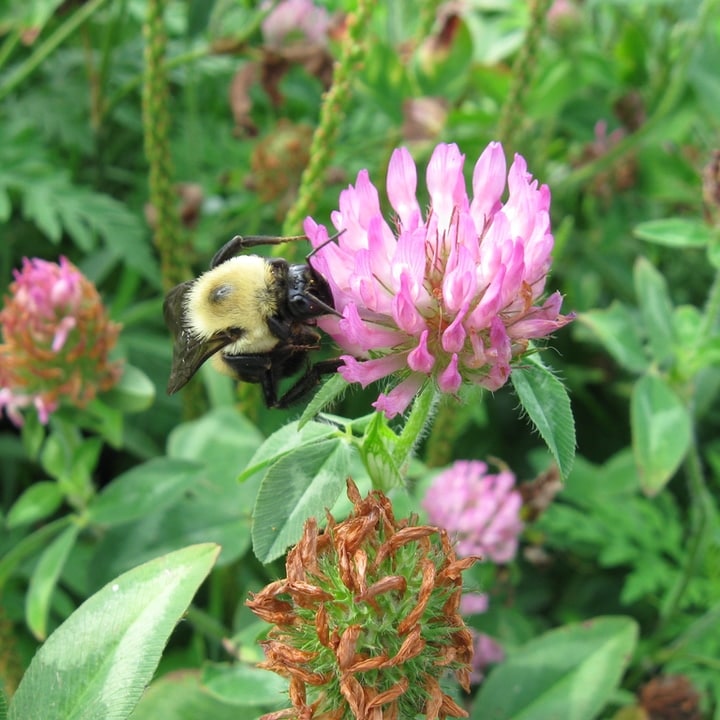 Bee Garden 101: How to Plant a Beautiful Bee-friendly Garden