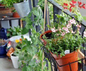 35 Best Terrace Gardening Ideas & Terrace Garden Easy Guide