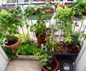 35 Best Terrace Gardening Ideas & Terrace Garden Easy Guide