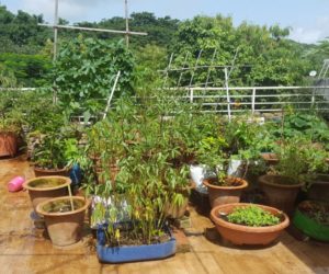 35 Best Terrace Gardening Ideas & Terrace Garden Easy Guide