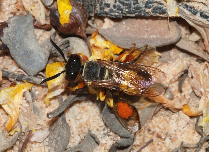 Bee vs Wasp vs Hornets 101: Easy Guide on How to Recognize Each