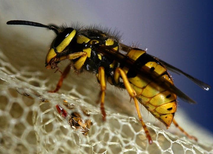 Bee vs Wasp vs Hornets 101: Easy Guide on How to Recognize Each