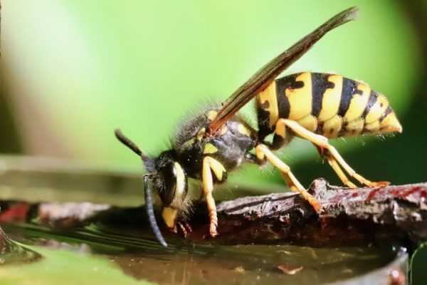 19 Types of Wasps Explained and Easy Guide on Spotting Them