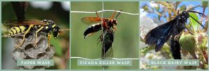 19 Types of Wasps Explained and Easy Guide on Spotting Them