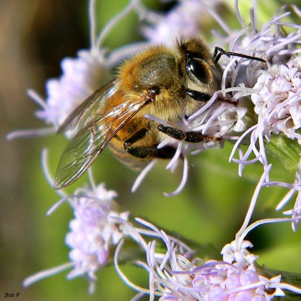 The Bee Queen Guide: Meet the Fascinating Queen of Bees