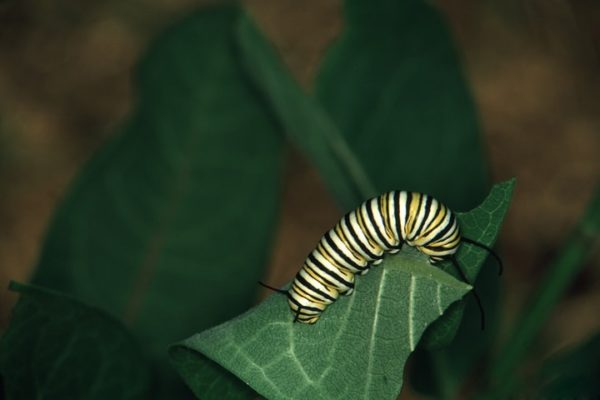 Butterfly Life Cycle Stages 101 [Easy Guide for Everyone]