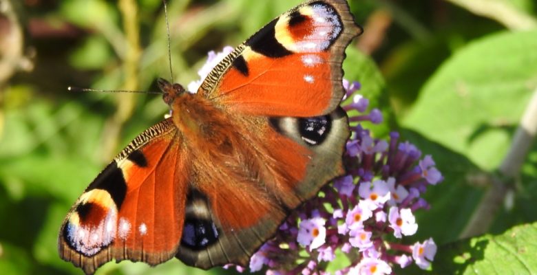 Flowers: Definitive Growing and Caring Tips - Planted Well