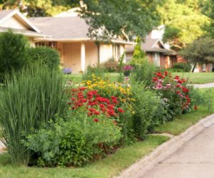 15 Easy Butterfly Garden Ideas & Butterfly Garden Guide