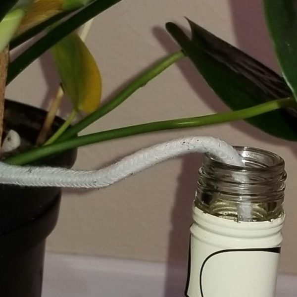 25 Self Watering Plants Ideas [Easy Guide for Beginners]