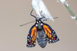 Butterfly Life Cycle Stages 101 [Easy Guide for Everyone]