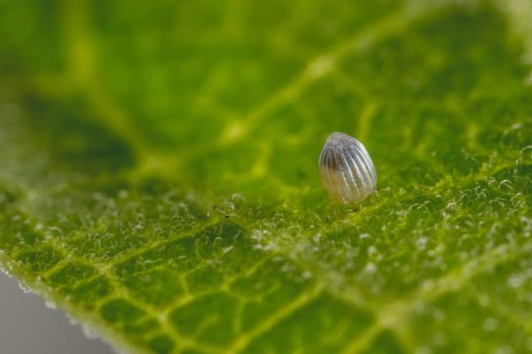 Butterfly Life Cycle Stages 101 [Easy Guide for Everyone]