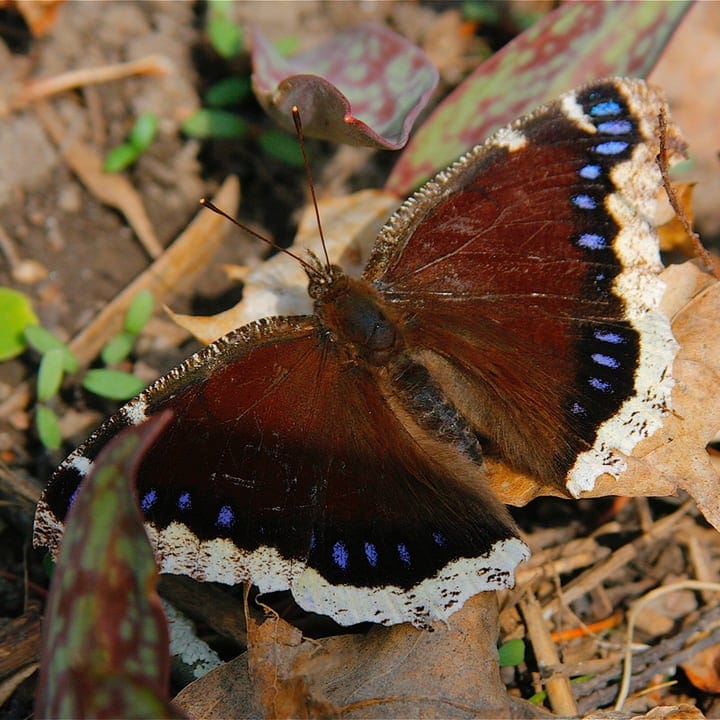 Butterfly Life Cycle Stages 101 [Easy Guide for Everyone]