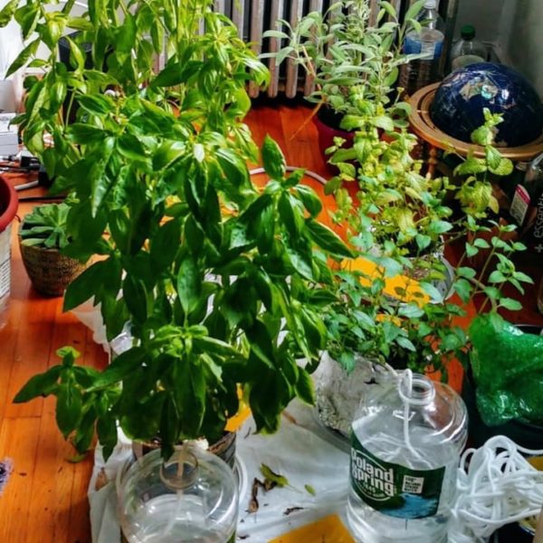 25 Self Watering Plants Ideas [Easy Guide for Beginners]