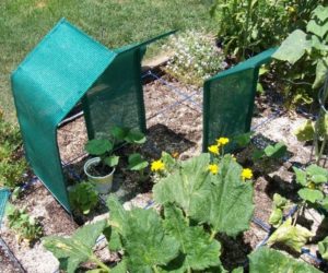 35 Great Shade Gardening Ideas & Shade Cloth Garden Guide