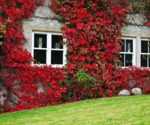 Planted Wall Ultimate Guide: 47 Cool Ways to Do a Plant Wall